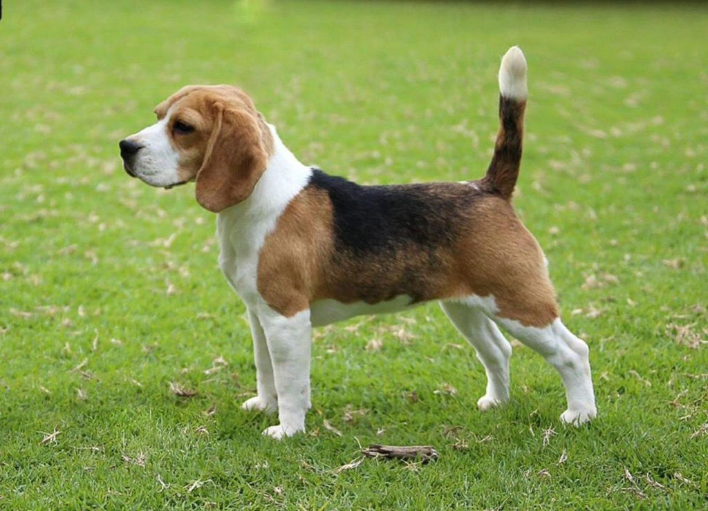 Revista Perros Pura Sangre | Información de perros | México