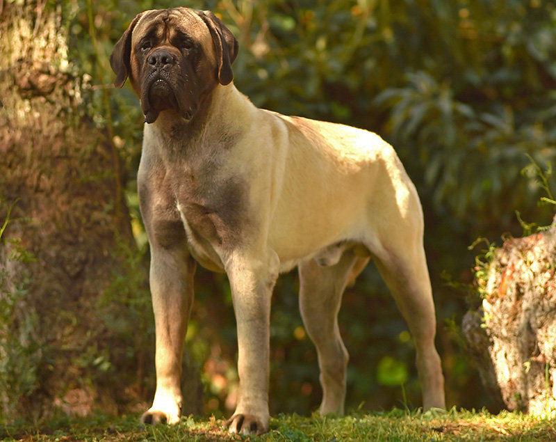 Es Un Bullmastiff Lo Mismo Que Un Mastin Ingles