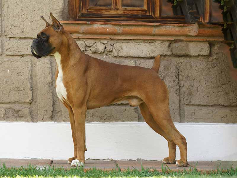 perros boxer