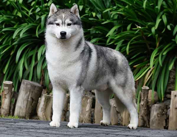 ¿Cómo se debe tratar a un perro líder como el Husky Siberiano?