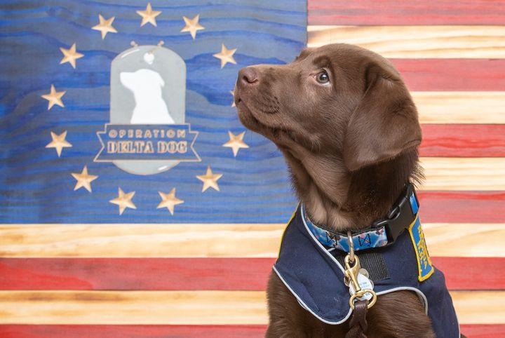 Operation Delta Dog | Trisha Blanchet