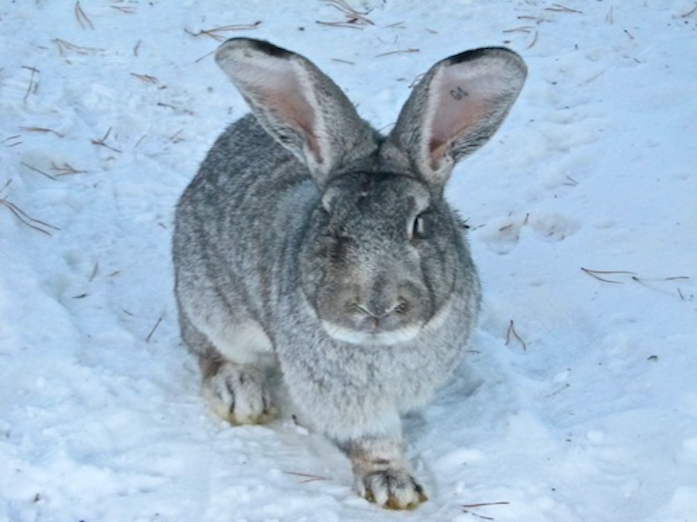 OUR RABBITS | flemishgiants