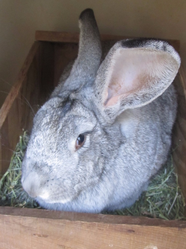 OUR RABBITS | flemishgiants