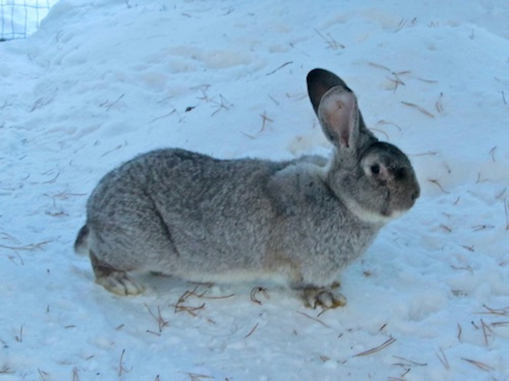 OUR RABBITS | flemishgiants