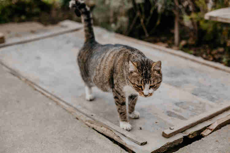 What Is Your Cat Telling You By Different Positions Of Her Tail?