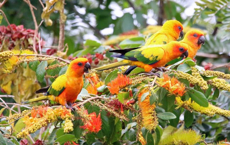 Sun Parakeets Will Drive You Crazy: Preliminary Observations