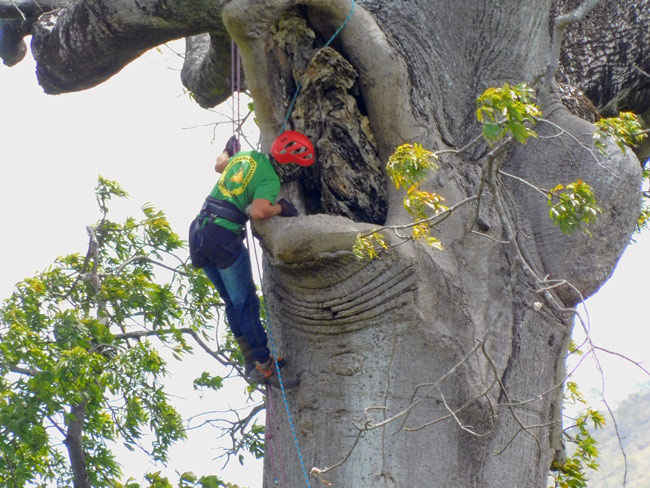 First Among Firsts: Parrot Rangers of Guyana