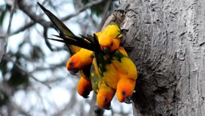 Queer Parrot Nature and Transformative Conservation