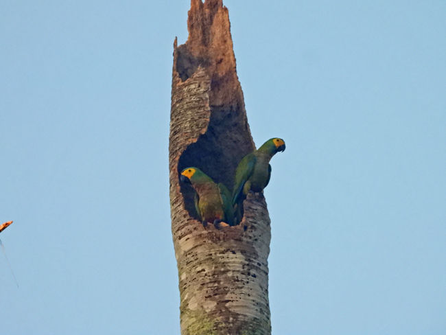 Parrot Pilgrimage to Suriname