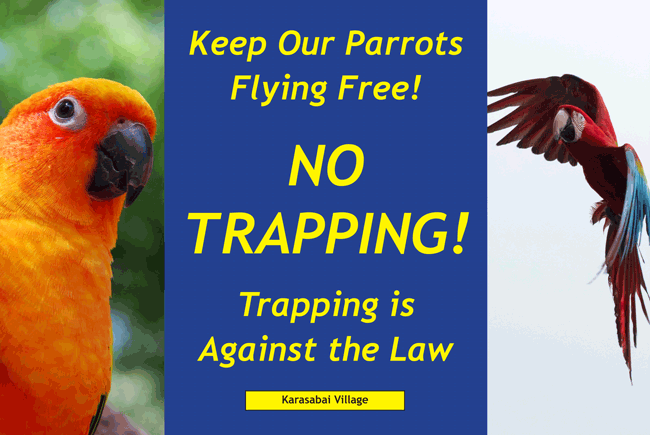 People and Parrots Celebrate Food Abundance Together