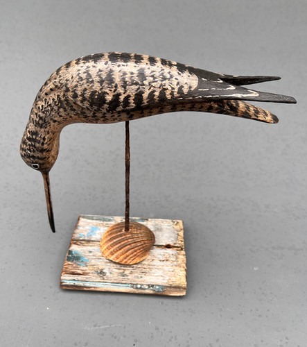 FEEDING SHOREBIRD WITH KING COCKLE | Birds and Fish