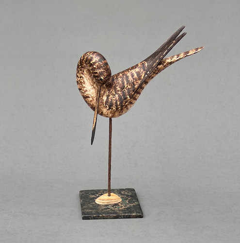 PREENING SHOREBIRD WITH SHELL | Birds and Fish