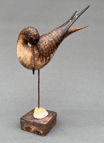 PREENING SHOREBIRD WITH COCKLE SHELL | Birds and Fish