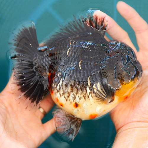 jumbo high quality shogun F1-super fish | LUMINOUS GOLDFISH