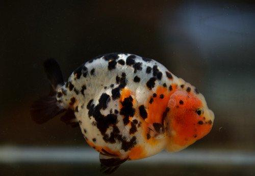 calico | LUMINOUS GOLDFISH