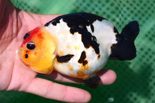 milk cow- parent grade yuanbao | LUMINOUS GOLDFISH