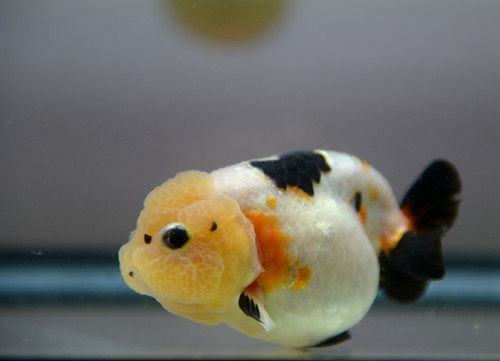 milk cow | LUMINOUS GOLDFISH