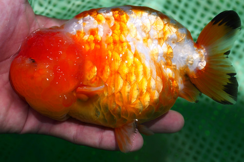 jumbo dragon scales | LUMINOUS GOLDFISH