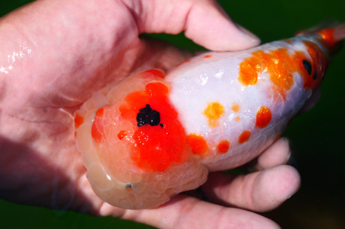 tricolor sakura- parent fish, huge head mini tail yuanbao | LUMINOUS ...