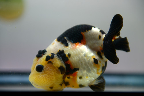 milk cow | LUMINOUS GOLDFISH