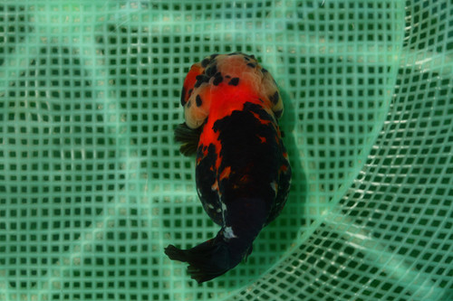 super baby face tricolor yuanbao- parent fish | LUMINOUS GOLDFISH