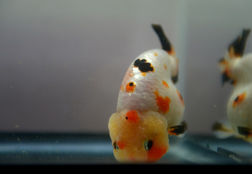 milk cow | LUMINOUS GOLDFISH