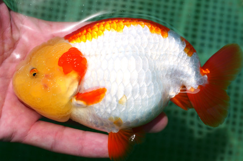 cross back red white- very beautiful color parent fish | LUMINOUS GOLDFISH