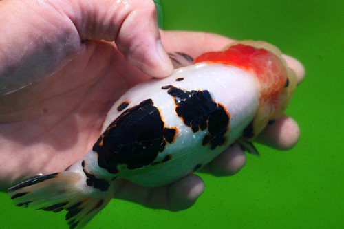 milk cow- show grade | LUMINOUS GOLDFISH