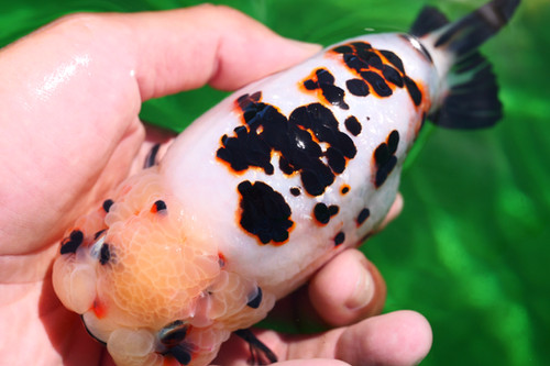 milk cow-show grade great yuanbao | LUMINOUS GOLDFISH