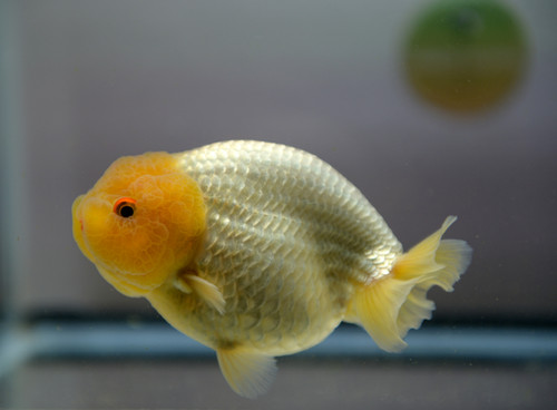 rabbit | LUMINOUS GOLDFISH