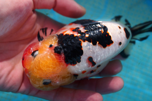 milk cow - yuanbao, baby face, mini tail | LUMINOUS GOLDFISH