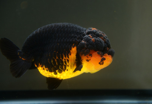 iron gold | LUMINOUS GOLDFISH