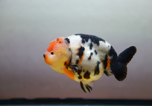 milk cow | LUMINOUS GOLDFISH