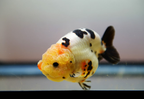 milk cow | LUMINOUS GOLDFISH