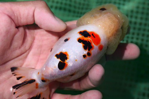 milk cow - parent grade yuanbao | LUMINOUS GOLDFISH