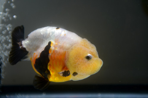 milk cow | LUMINOUS GOLDFISH