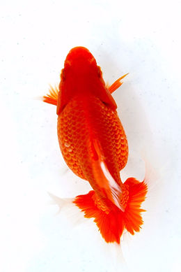 High quality goldfish | United States
