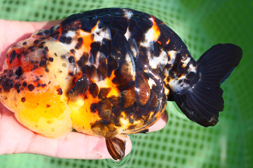 dragon scale tricolor-both back and side all dragon scales, only one ...