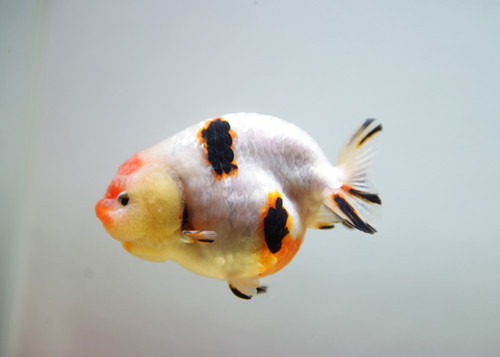 tricolor | LUMINOUS GOLDFISH