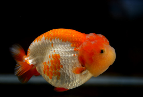red white | LUMINOUS GOLDFISH