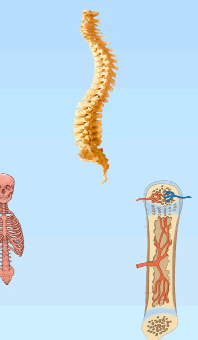 Corpo Humano 4 | milrecursos
