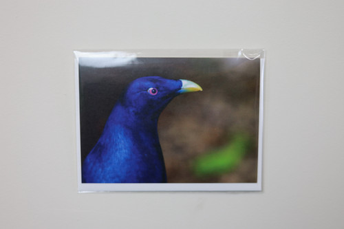 "Sapphire Gaze" - Blank Greeting Card | Maitland Framing