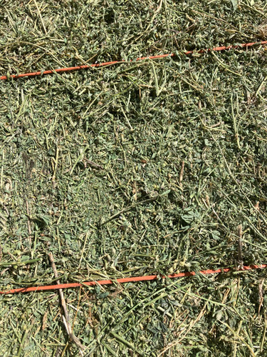 Alfalfa 2-string DELIVERED | coloradohorsehay