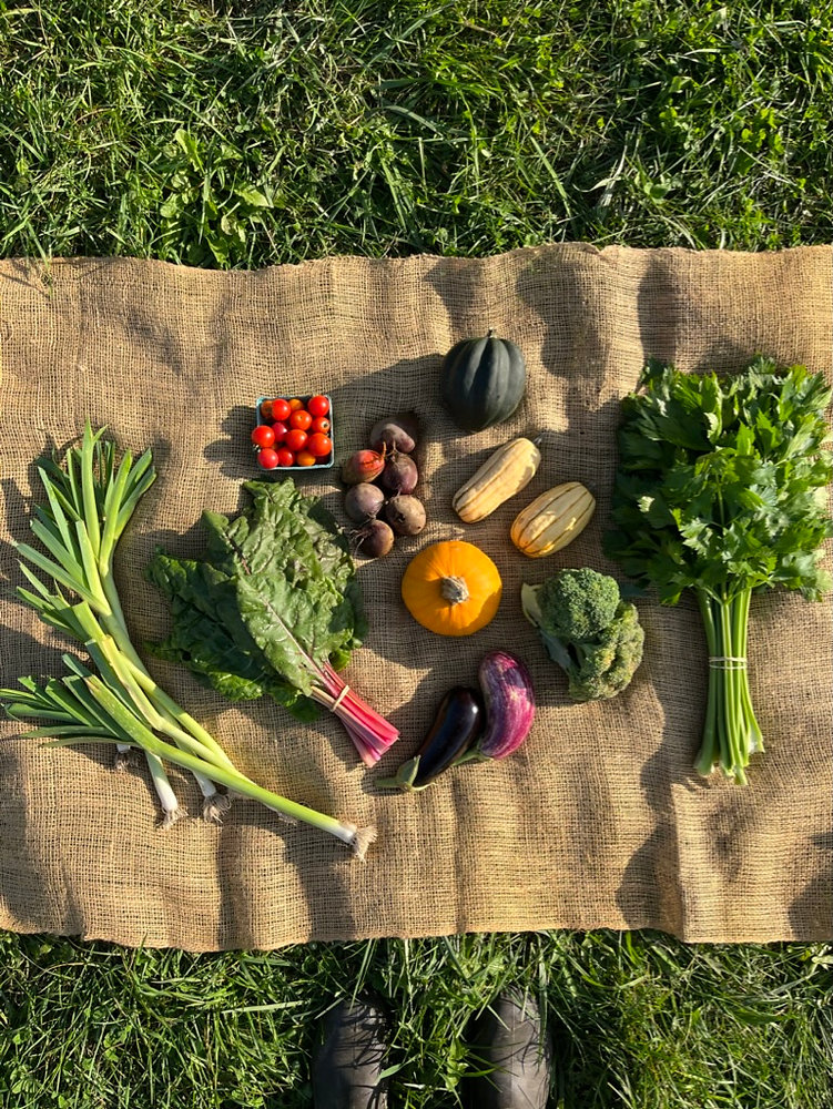 Fall CSA Week 1: Falling Leaves
