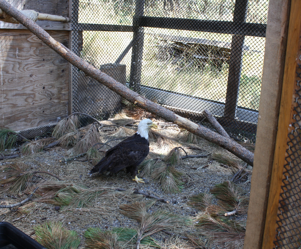 Native American Aviaries | Bopnw