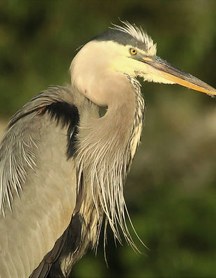 About Coon Lake | CLIA