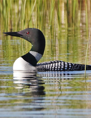 About Coon Lake | CLIA