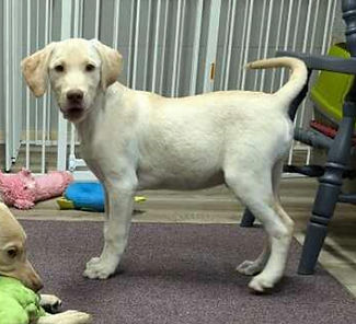 Available Puppies Birddoghill Kennel, Puppies for sale, English ...