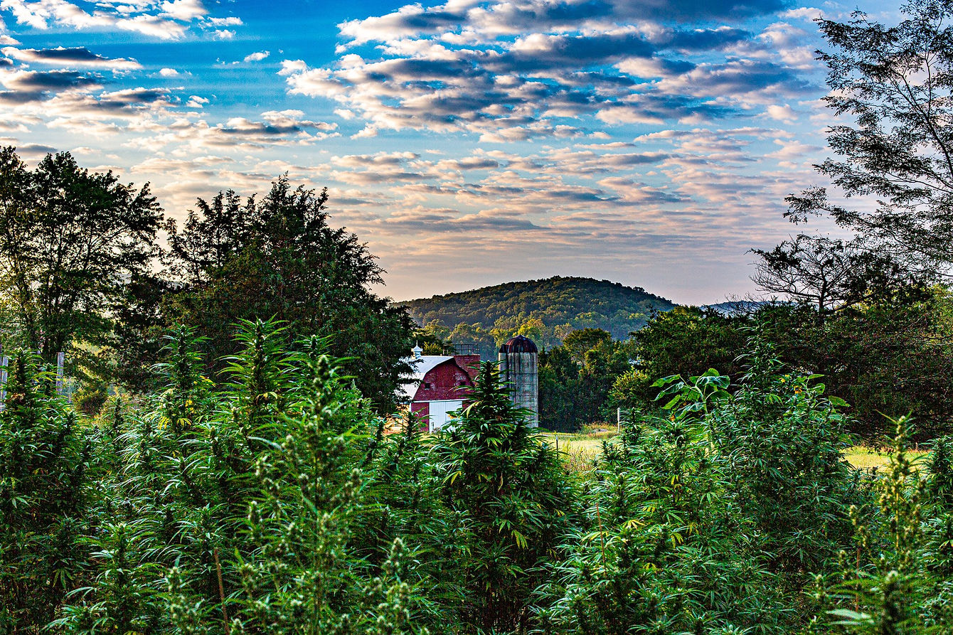 Slap Happy Hemp Company