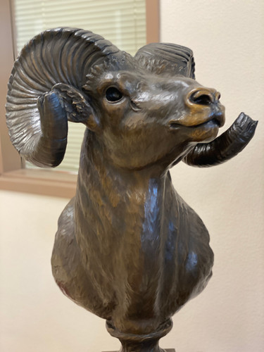 Bighorn Ram Bust by David Turner | Sheridan Public Arts